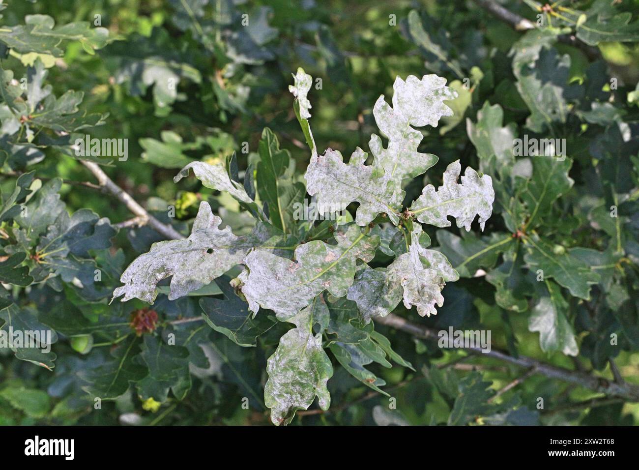 Erysiphe alphitoides hi-res stock photography and images - Alamy