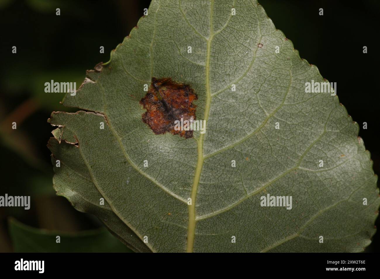 Poplar gall mite (Phyllocoptes populi) Arachnida Stock Photo - Alamy