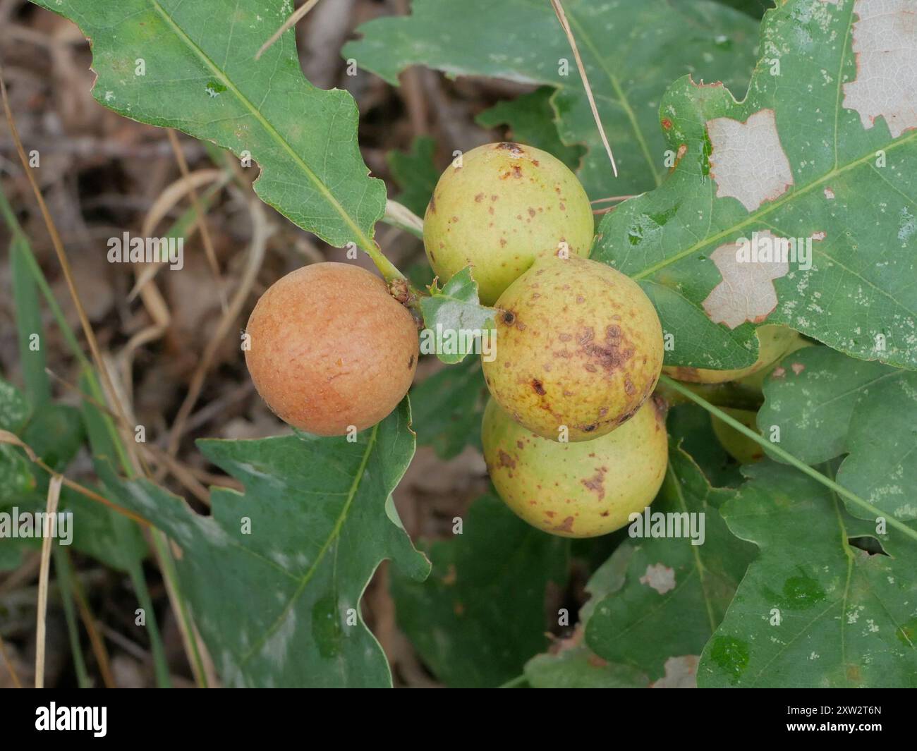 Oak Marble Gall Wasp (Andricus kollari) Insecta Stock Photo - Alamy