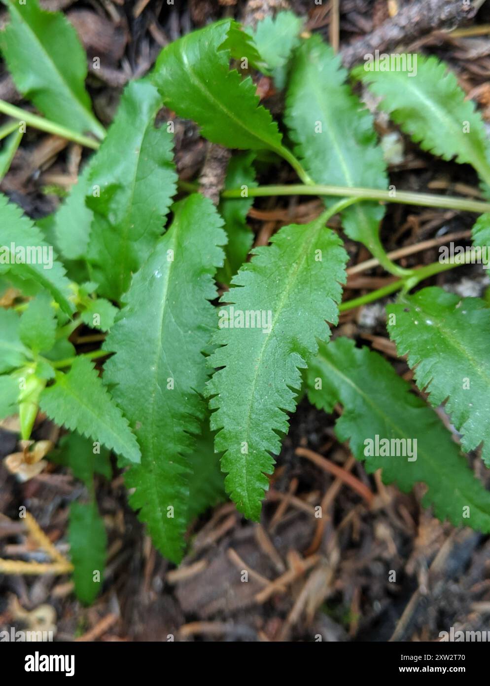 Arrowleaf Senecio (Senecio triangularis) Plantae Stock Photo - Alamy