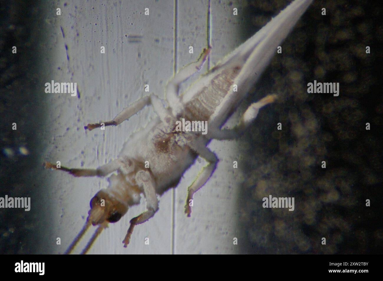 Dusty-winged Lacewings (Coniopterygidae) Insecta Stock Photo - Alamy