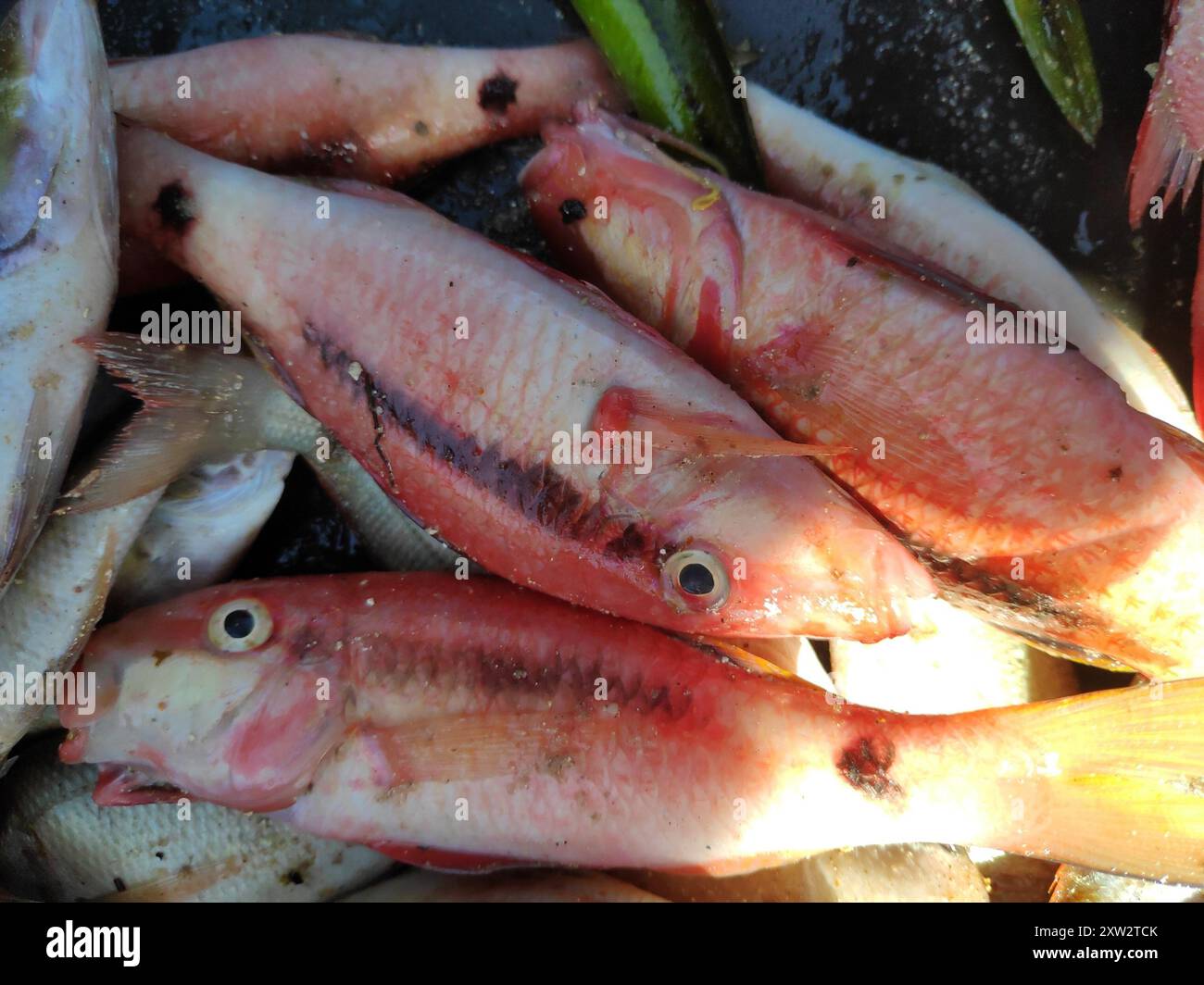 Longbarbel goatfish hi-res stock photography and images - Alamy