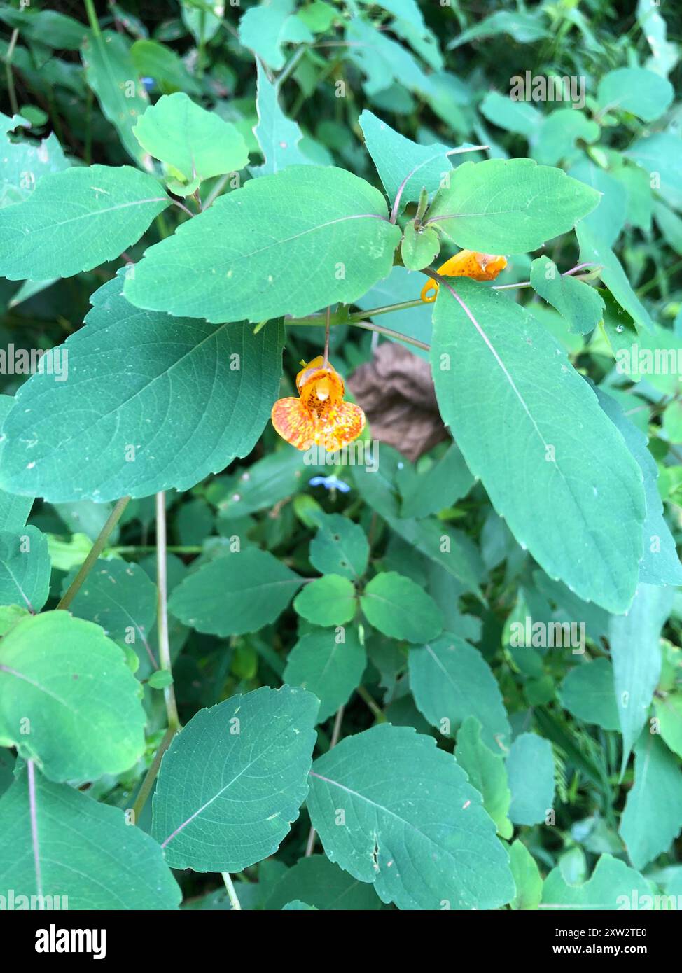 common jewelweed (Impatiens capensis) Plantae Stock Photo - Alamy