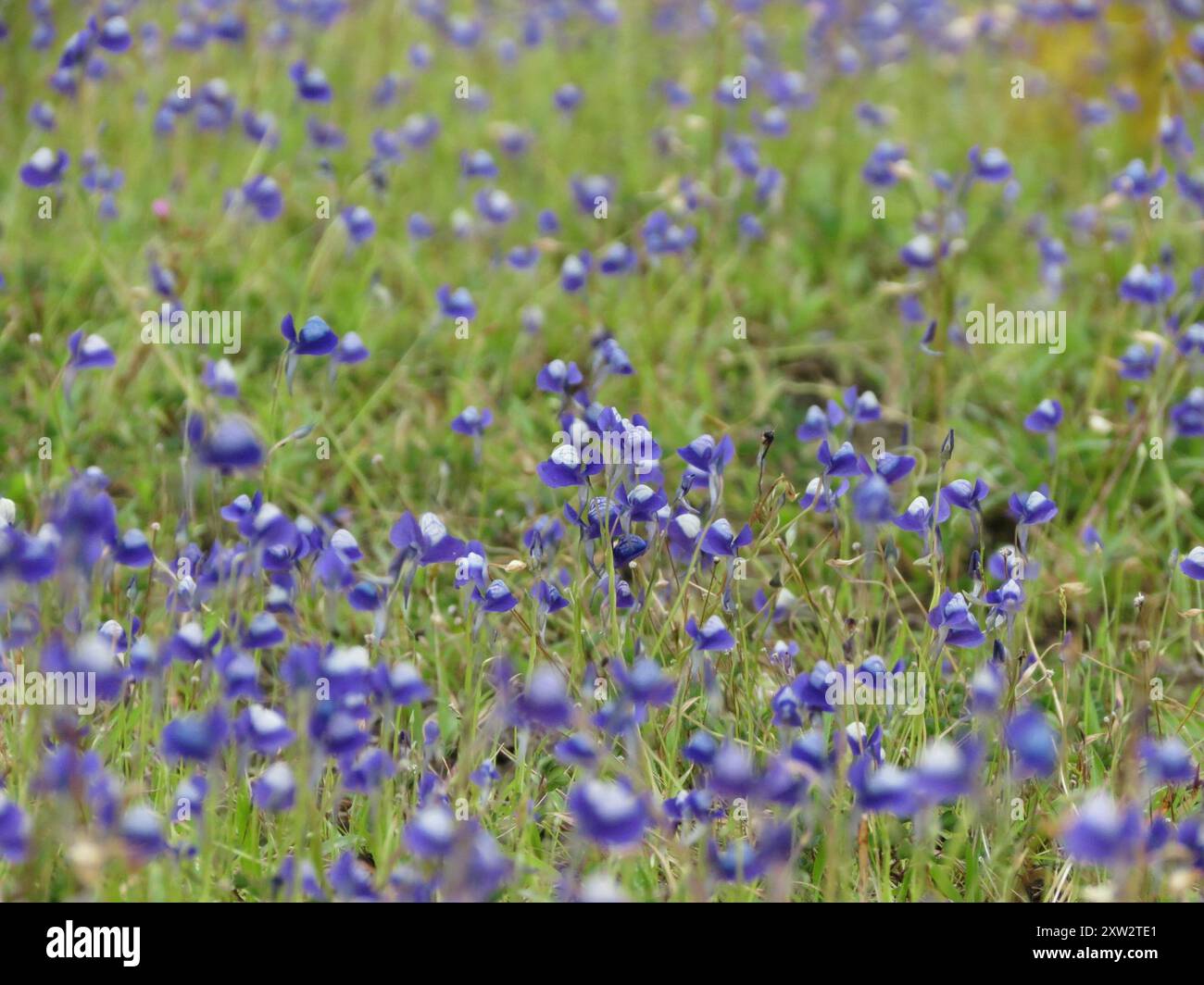 net-veined bladderwort (Utricularia reticulata) Plantae Stock Photo - Alamy