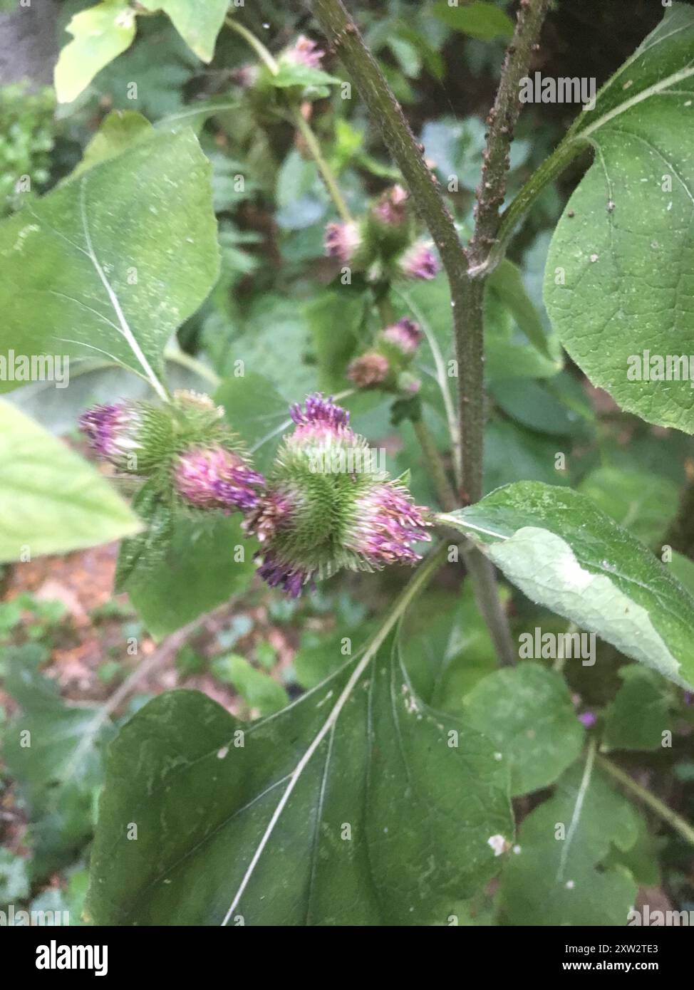 lesser burdock (Arctium minus) Plantae Stock Photo - Alamy