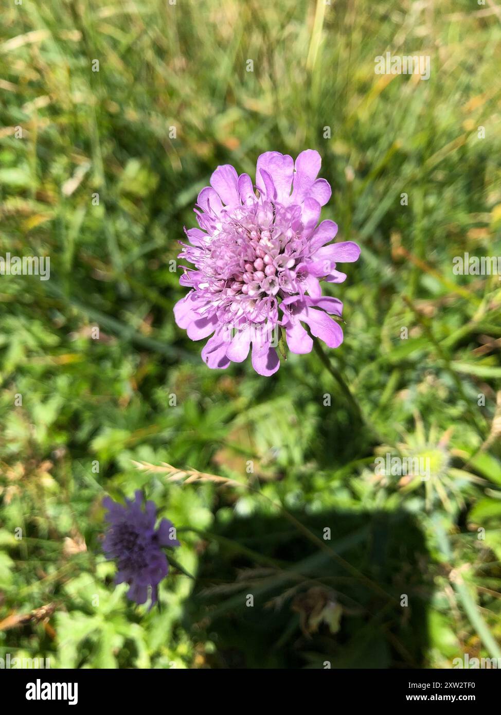 Shining Scabious (Scabiosa lucida) Plantae Stock Photo - Alamy