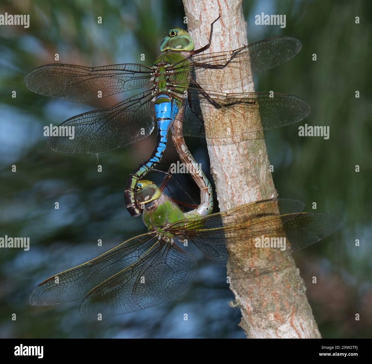 Common Green Darner (Anax junius) Insecta Stock Photo - Alamy