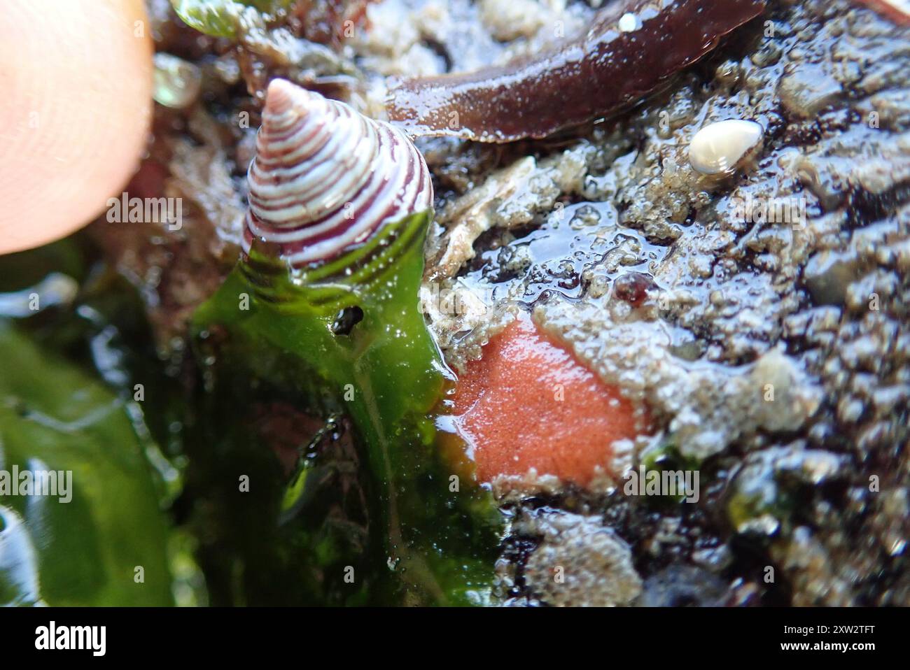 Channeled Topsnail (Calliostoma canaliculatum) Mollusca Stock Photo - Alamy