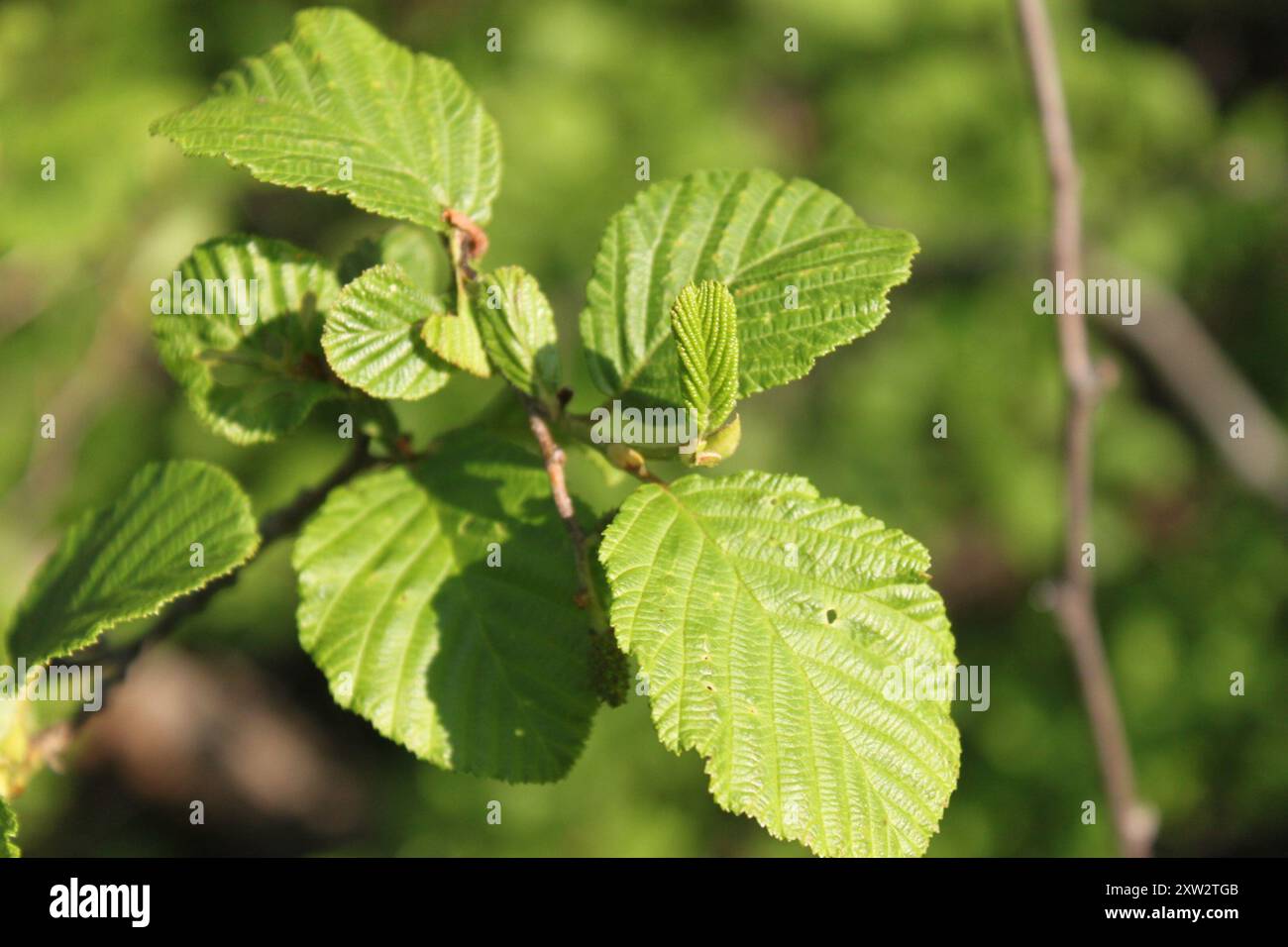 swamp alder (Alnus incana rugosa) Plantae Stock Photo - Alamy