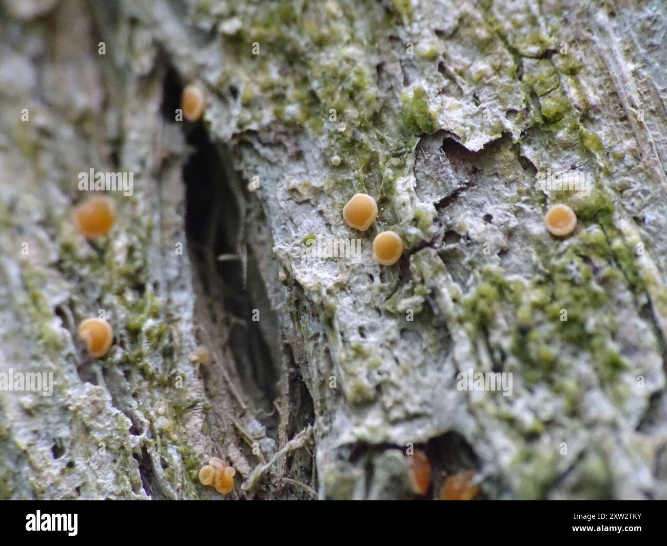 Orange Dimple Lichen (Coenogonium luteum) Fungi Stock Photo - Alamy