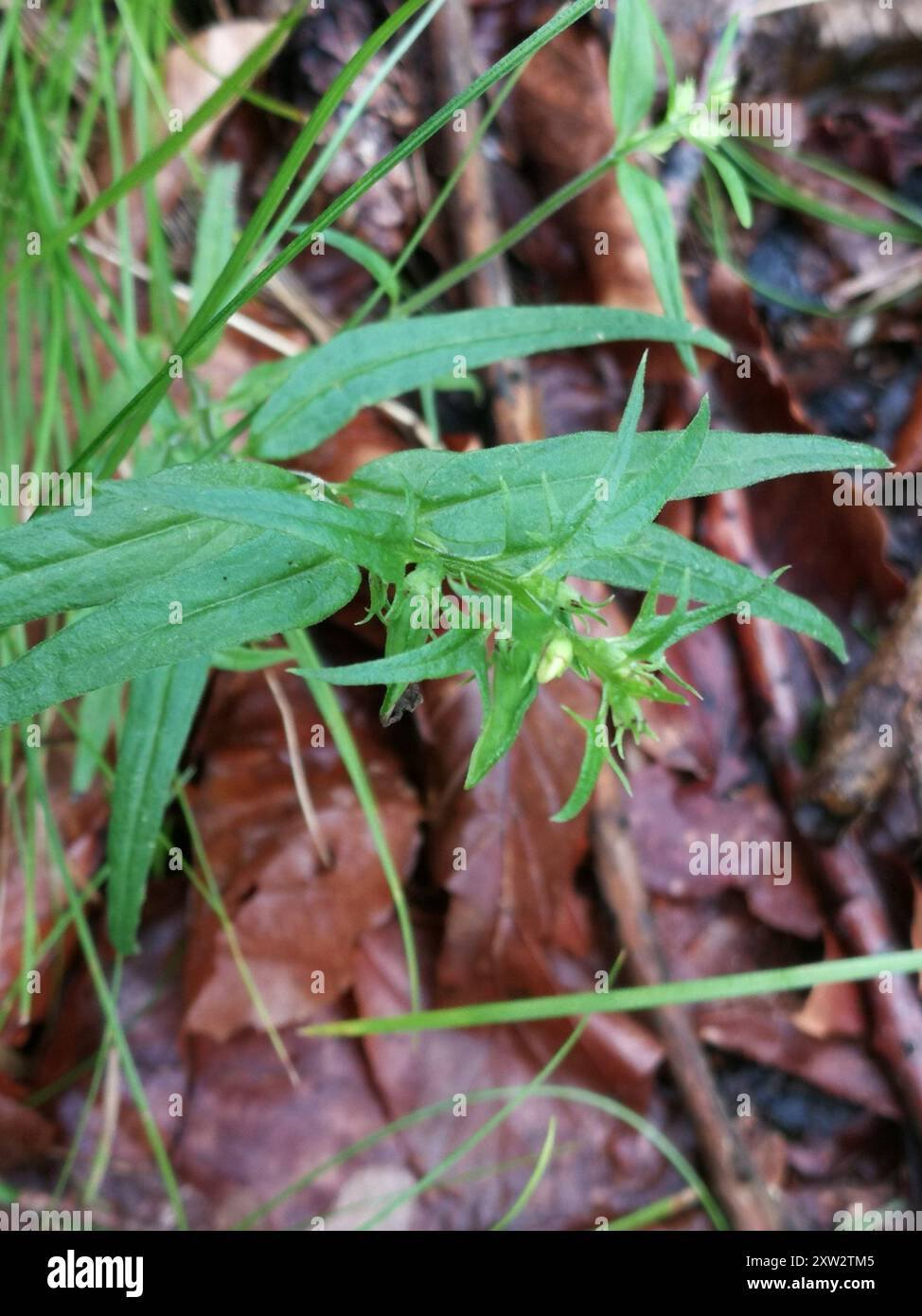 Common Cow-wheat (Melampyrum pratense) Plantae Stock Photo - Alamy