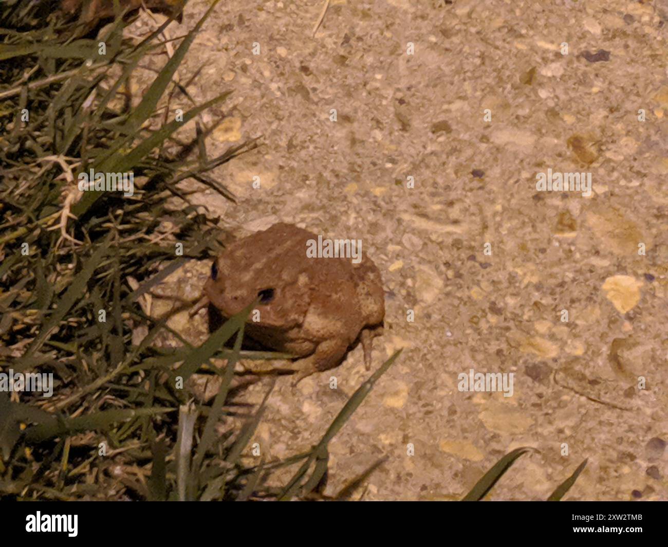 Eastern American Toad (Anaxyrus americanus americanus) Amphibia Stock ...