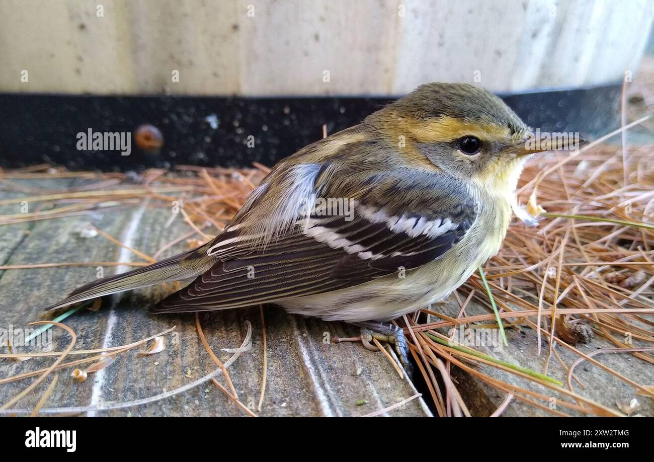 Blackburnian Warbler (Setophaga fusca) Aves Stock Photo - Alamy
