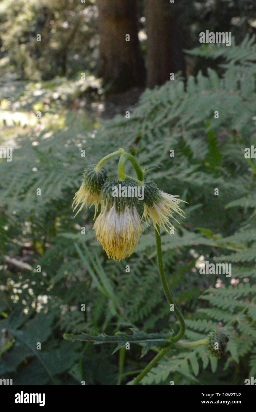 Yellow Thistle (Cirsium erisithales) Plantae Stock Photo - Alamy