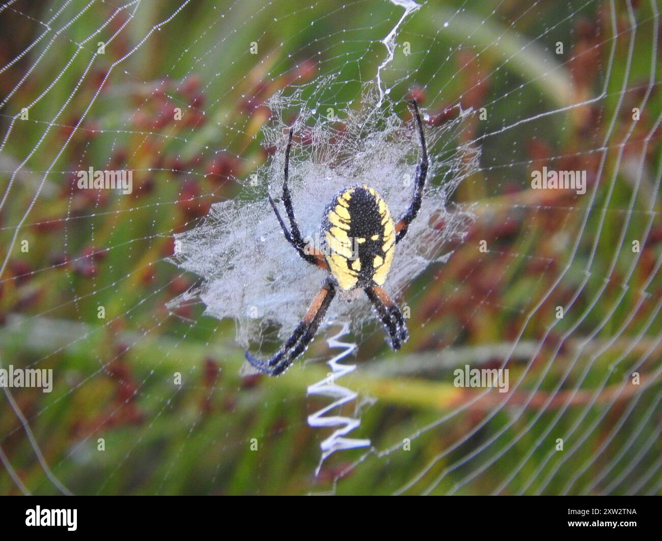 Yellow Garden Spider (Argiope aurantia) Arachnida Stock Photo - Alamy