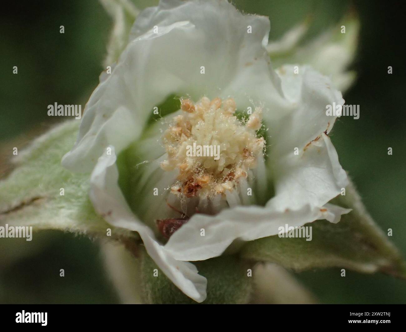 Formosan Raspberry (Rubus formosensis) Plantae Stock Photo - Alamy