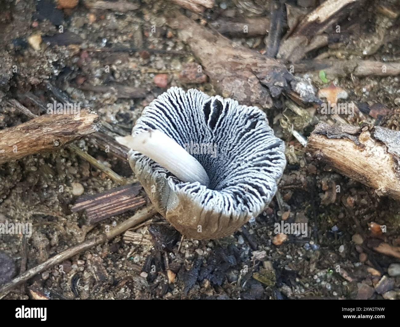 Brittlestems and Allies (Psathyrellaceae) Fungi Stock Photo - Alamy