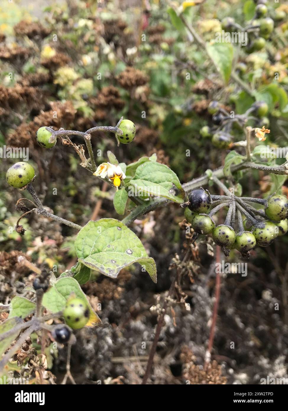 greenspot nightshade (Solanum douglasii) Plantae Stock Photo - Alamy