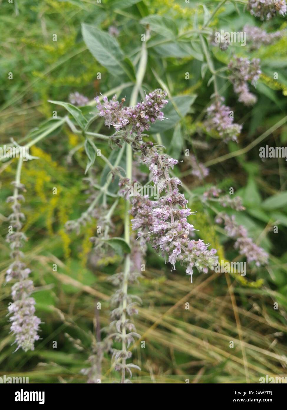 Horse Mint (Mentha longifolia) Plantae Stock Photo - Alamy