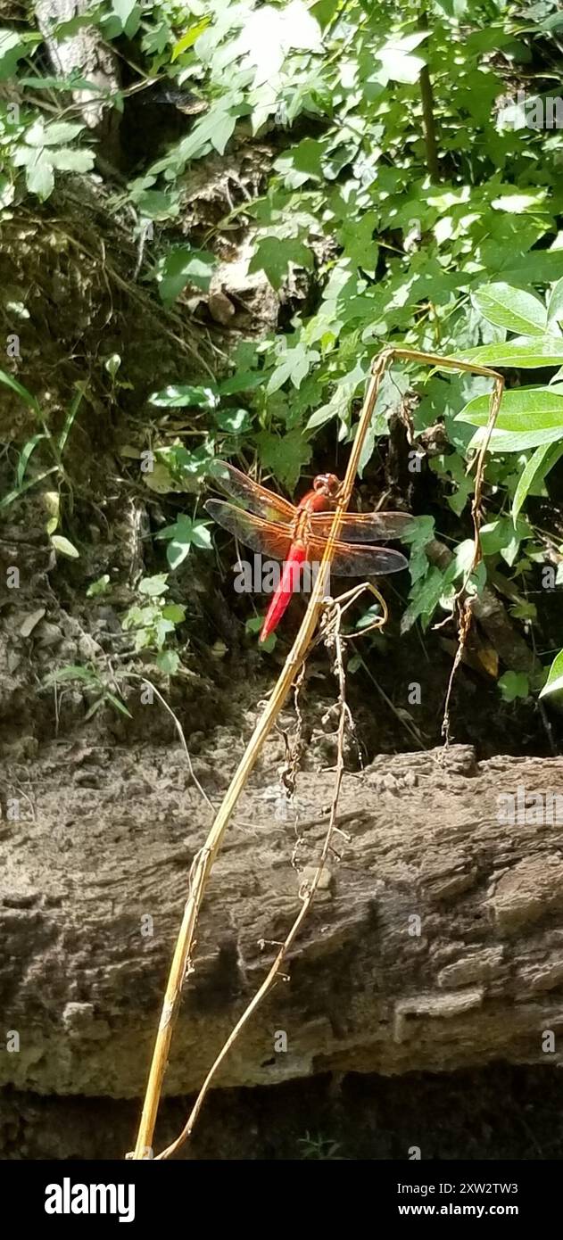 Neon Skimmer (Libellula croceipennis) Insecta Stock Photo - Alamy