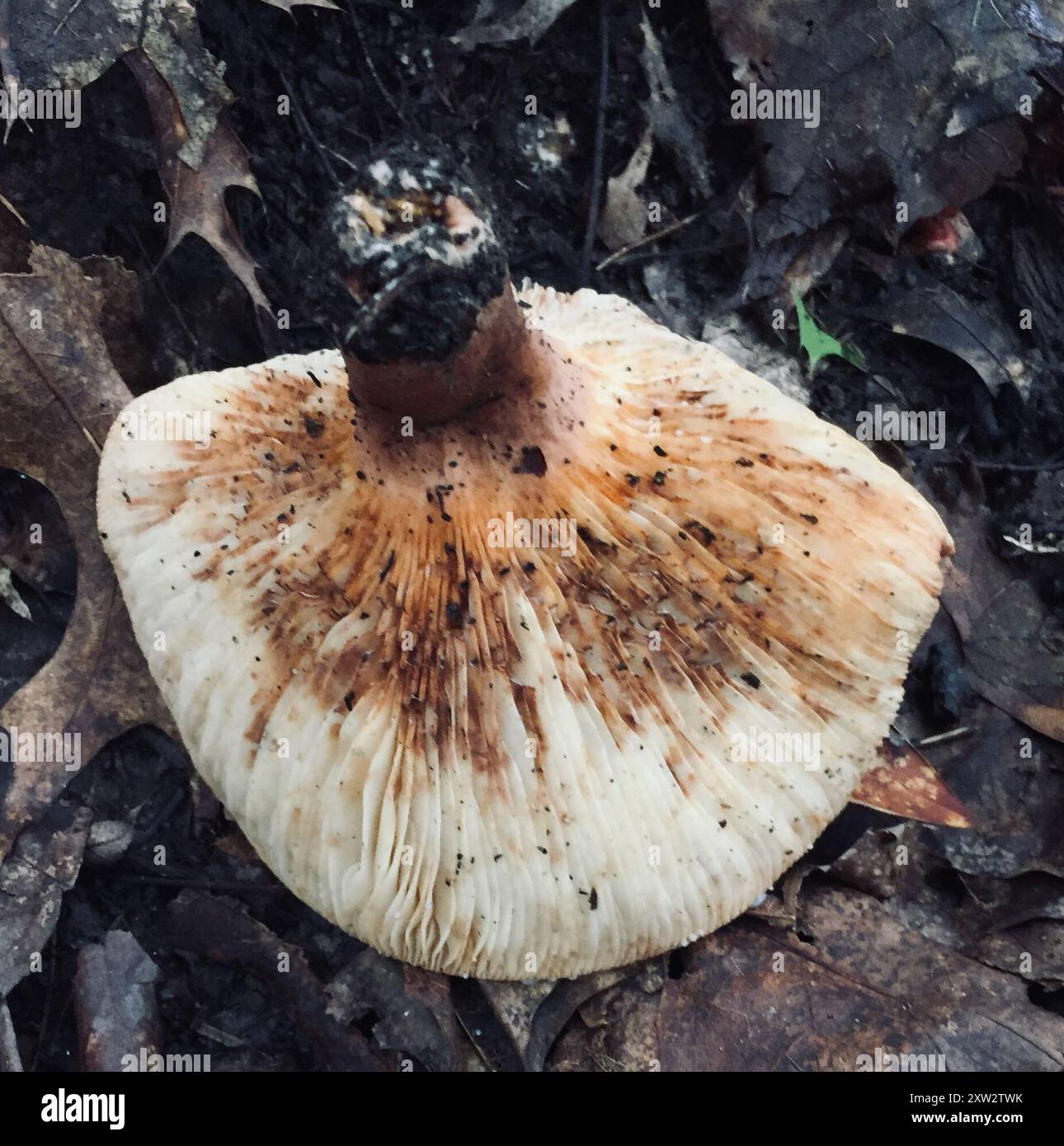 Weeping milk cap hi-res stock photography and images - Alamy
