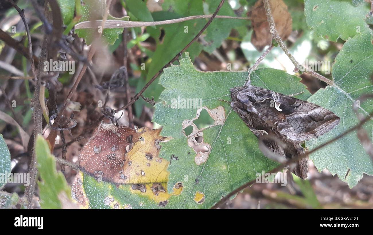 Silver Y (Autographa gamma) Insecta Stock Photo - Alamy