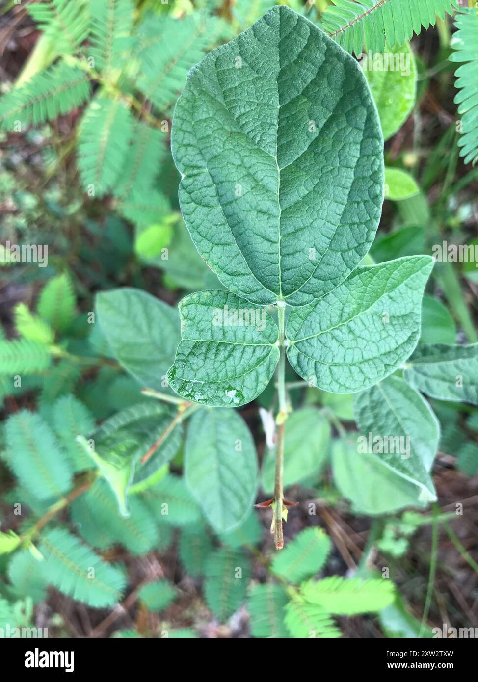 Twining Snoutbean (Rhynchosia tomentosa) Plantae Stock Photo - Alamy
