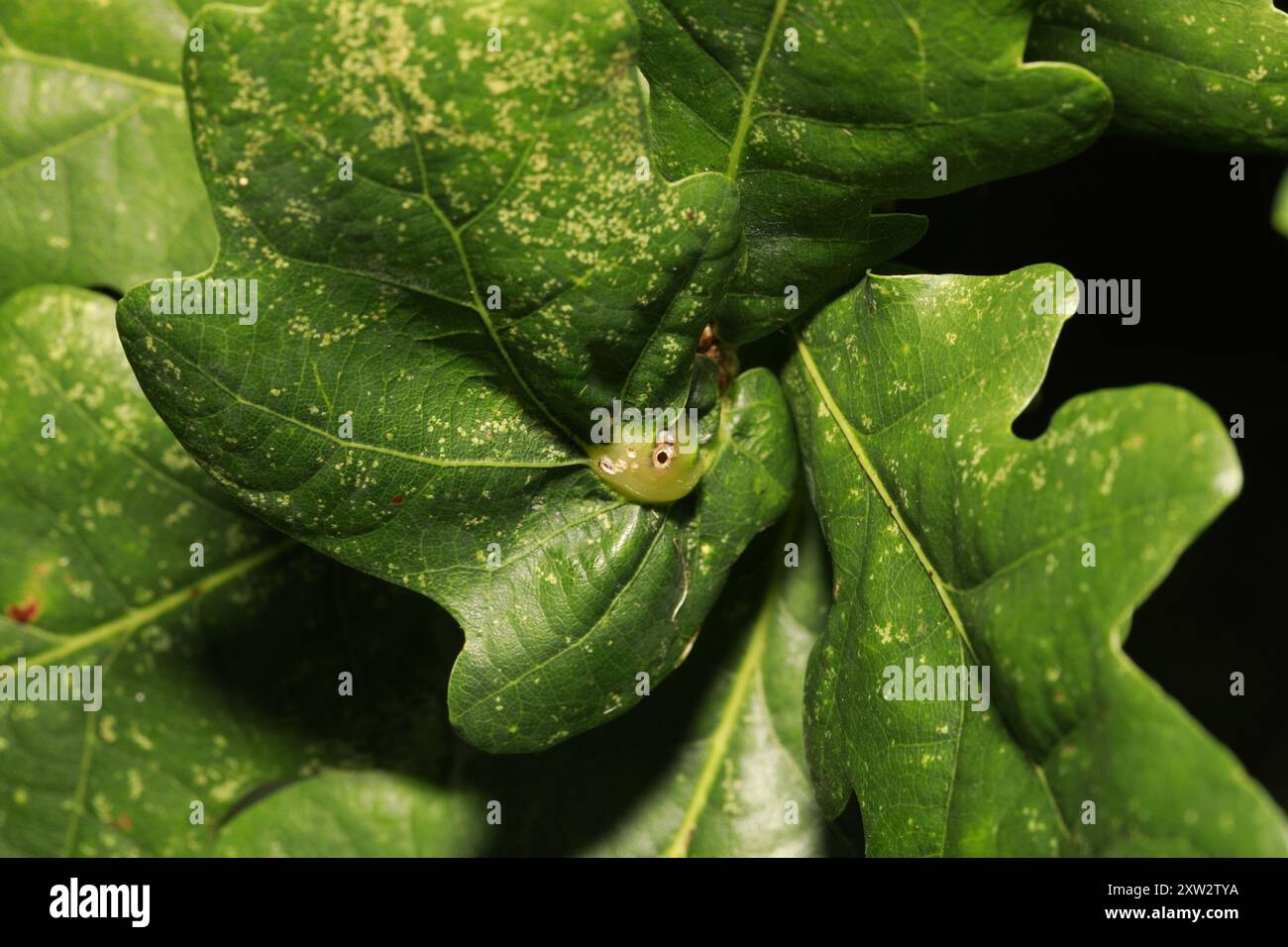 Oak Curved-leaf Gall Wasp (Andricus curvator) Insecta Stock Photo - Alamy