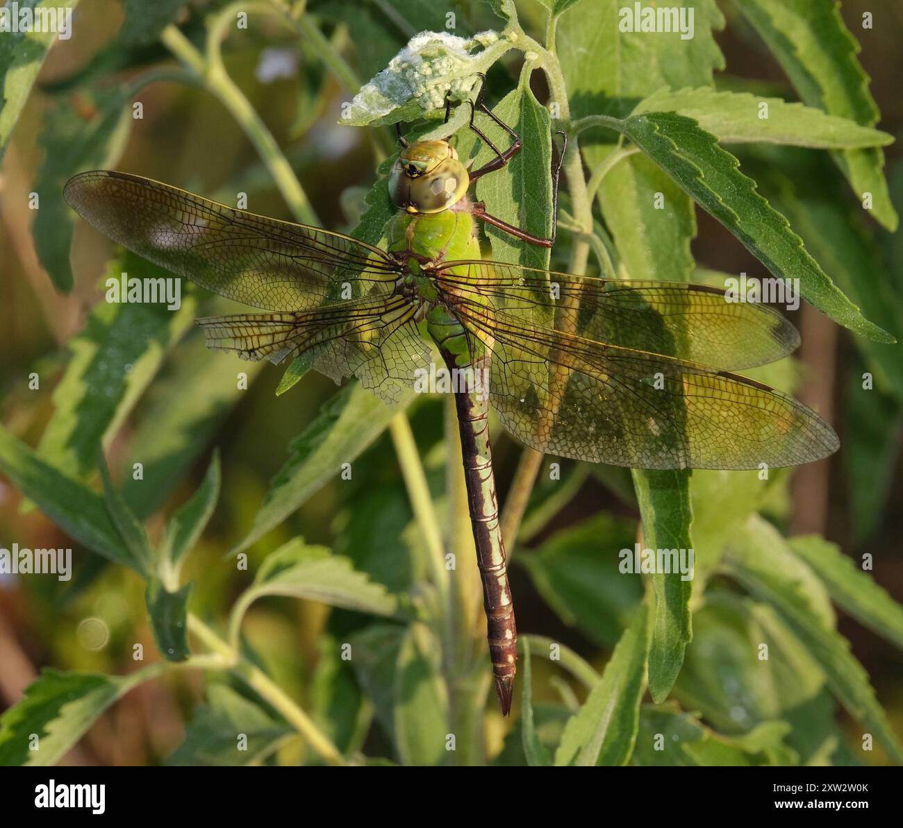 Common Green Darner (Anax junius) Insecta Stock Photo - Alamy