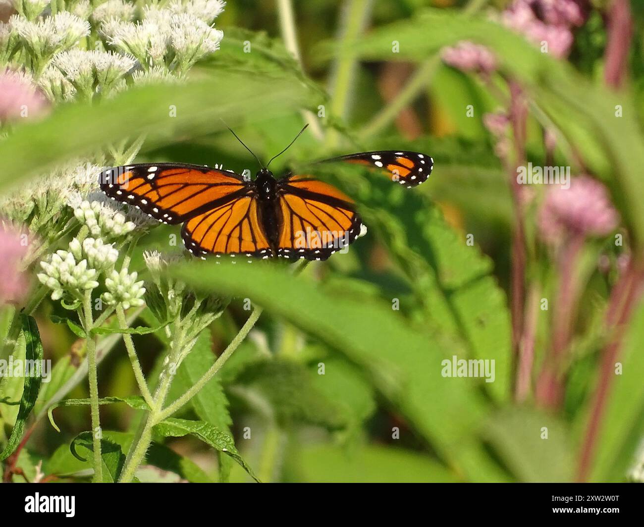 Viceroy (Limenitis archippus) Insecta Stock Photo - Alamy