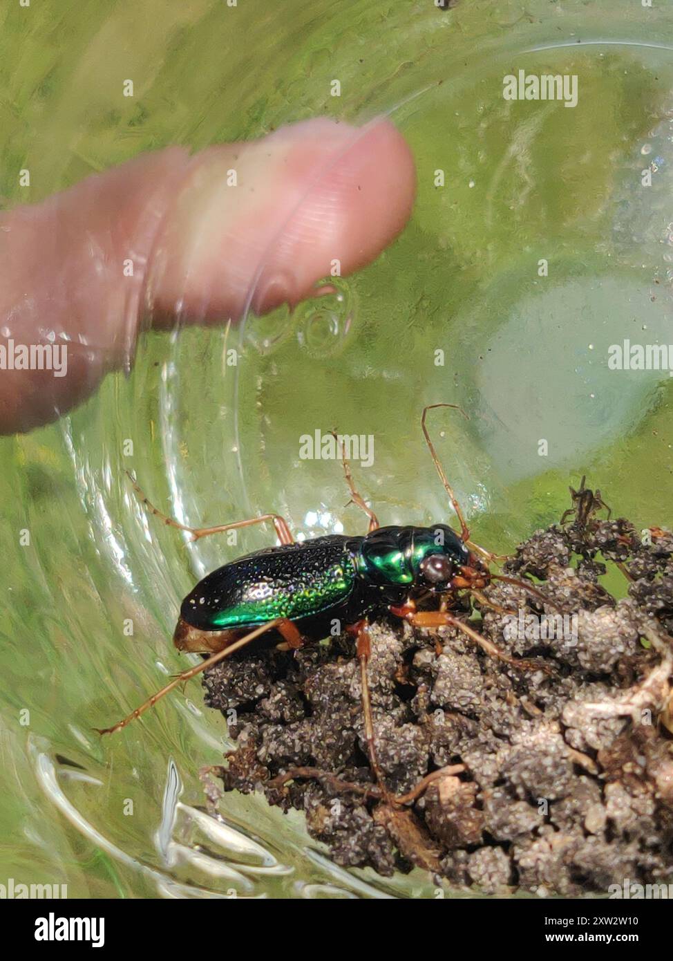 Virginia Metallic Tiger Beetle (Tetracha virginica) Insecta Stock Photo ...