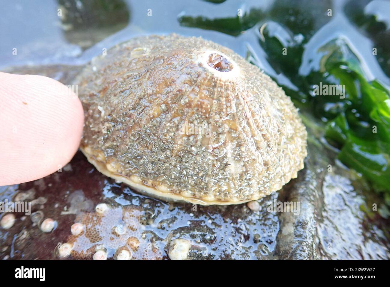 Rough Keyhole Limpet (Diodora aspera) Mollusca Stock Photo - Alamy