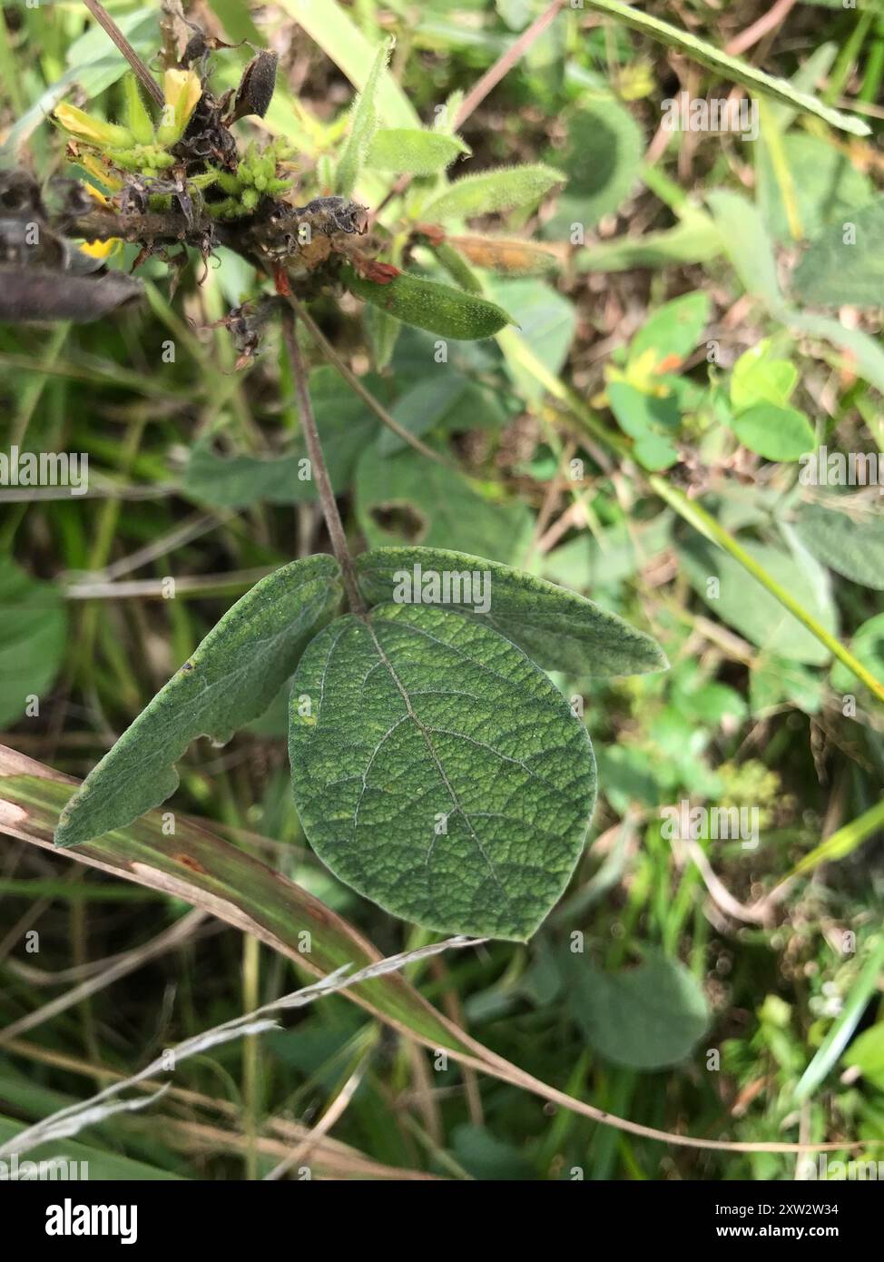 Twining Snoutbean (Rhynchosia tomentosa) Plantae Stock Photo - Alamy