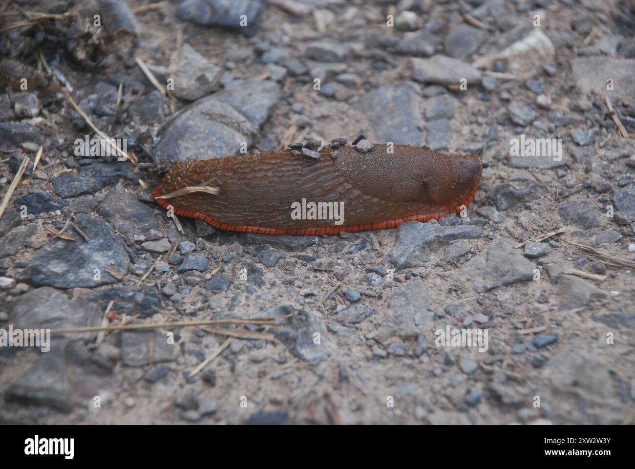 Black Slug (Arion ater) Mollusca Stock Photo - Alamy
