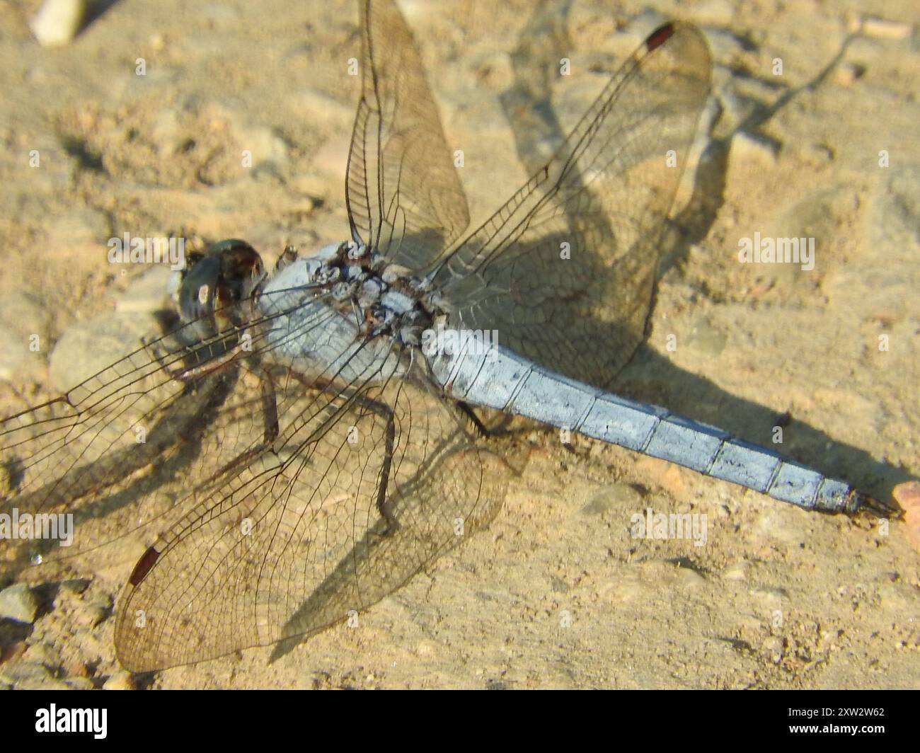 Southern Skimmer (Orthetrum brunneum) Insecta Stock Photo - Alamy