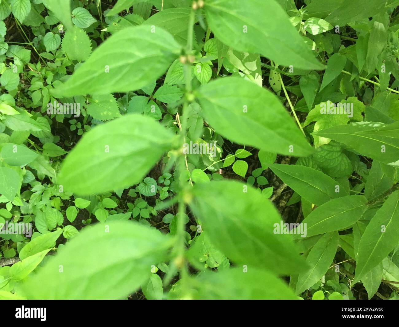 American gromwell (Lithospermum latifolium) Plantae Stock Photo - Alamy