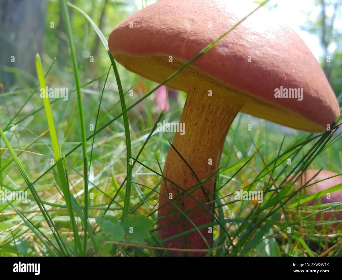 two-colored bolete (Baorangia bicolor) Fungi Stock Photo - Alamy