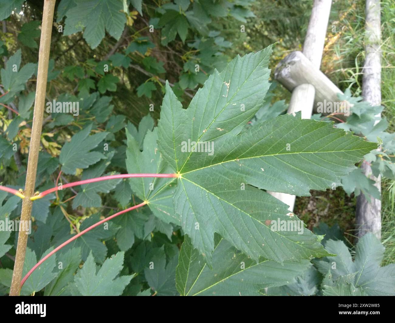 sycamore maple (Acer pseudoplatanus) Plantae Stock Photo - Alamy