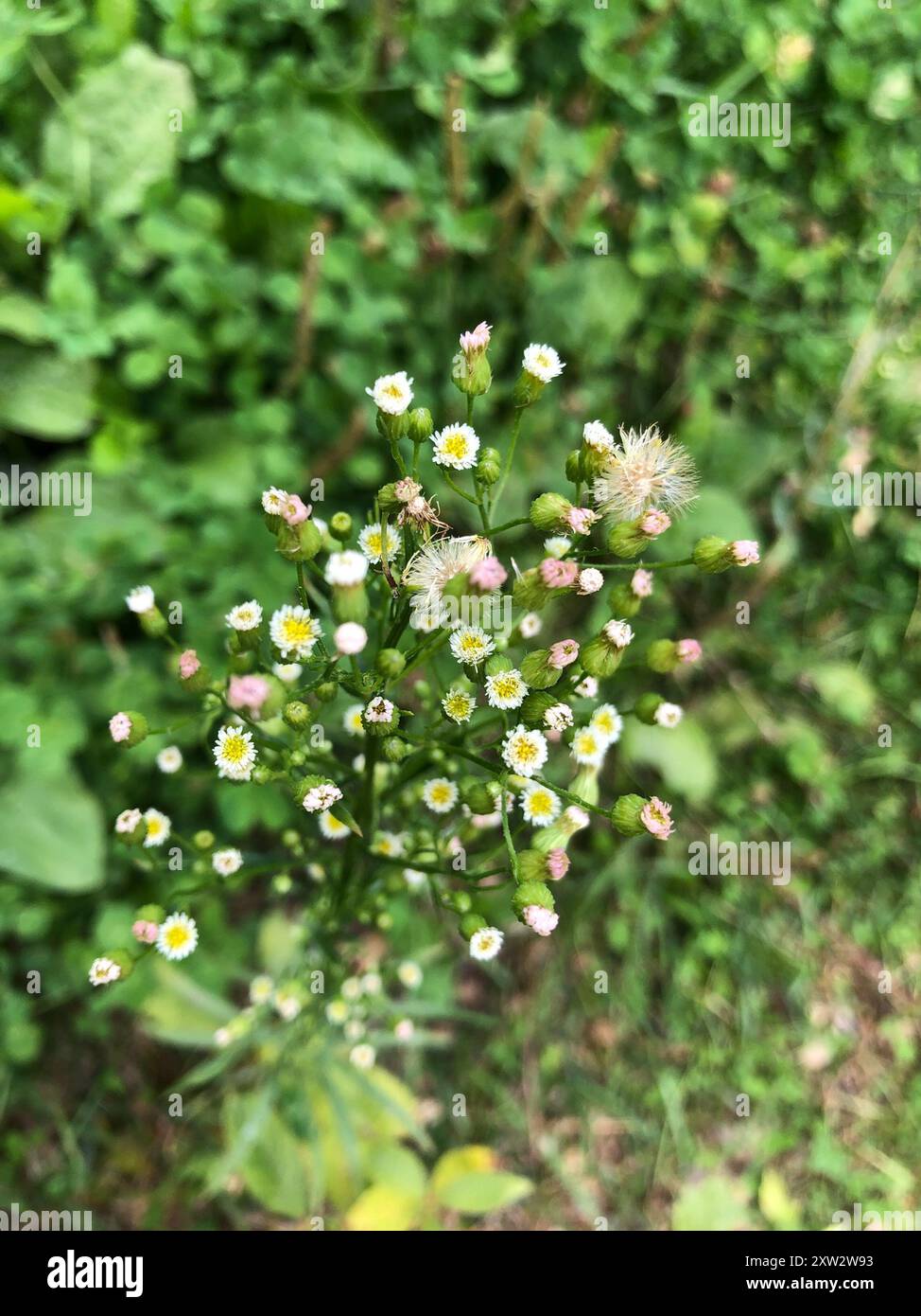horseweed (Erigeron canadensis) Plantae Stock Photo - Alamy