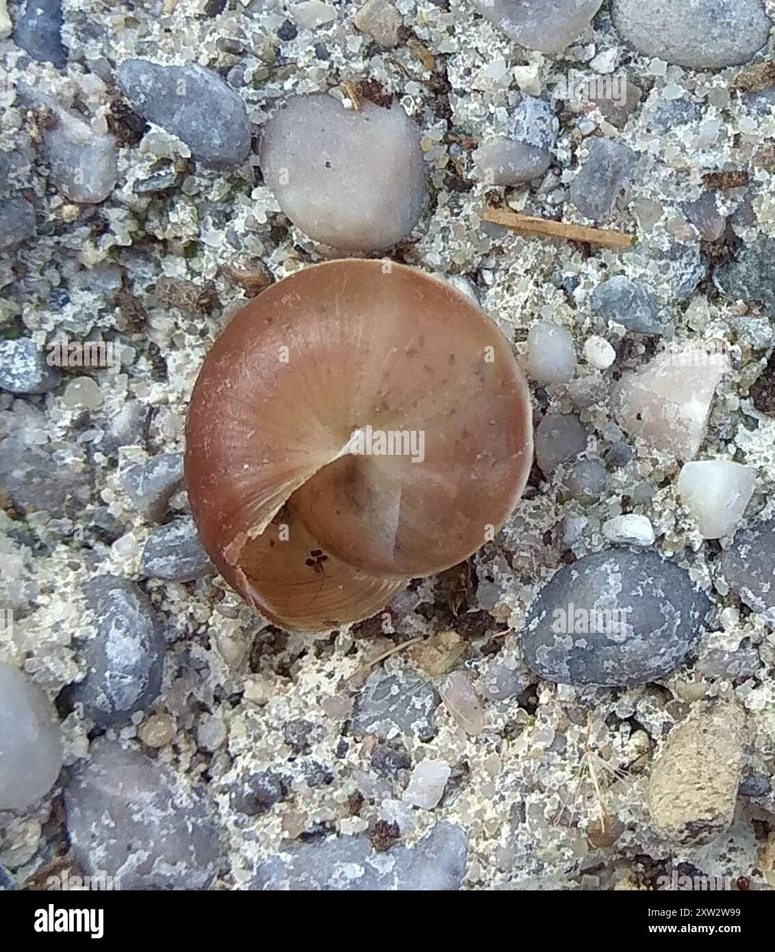 Girdled Snail (Hygromia cinctella) Mollusca Stock Photo - Alamy