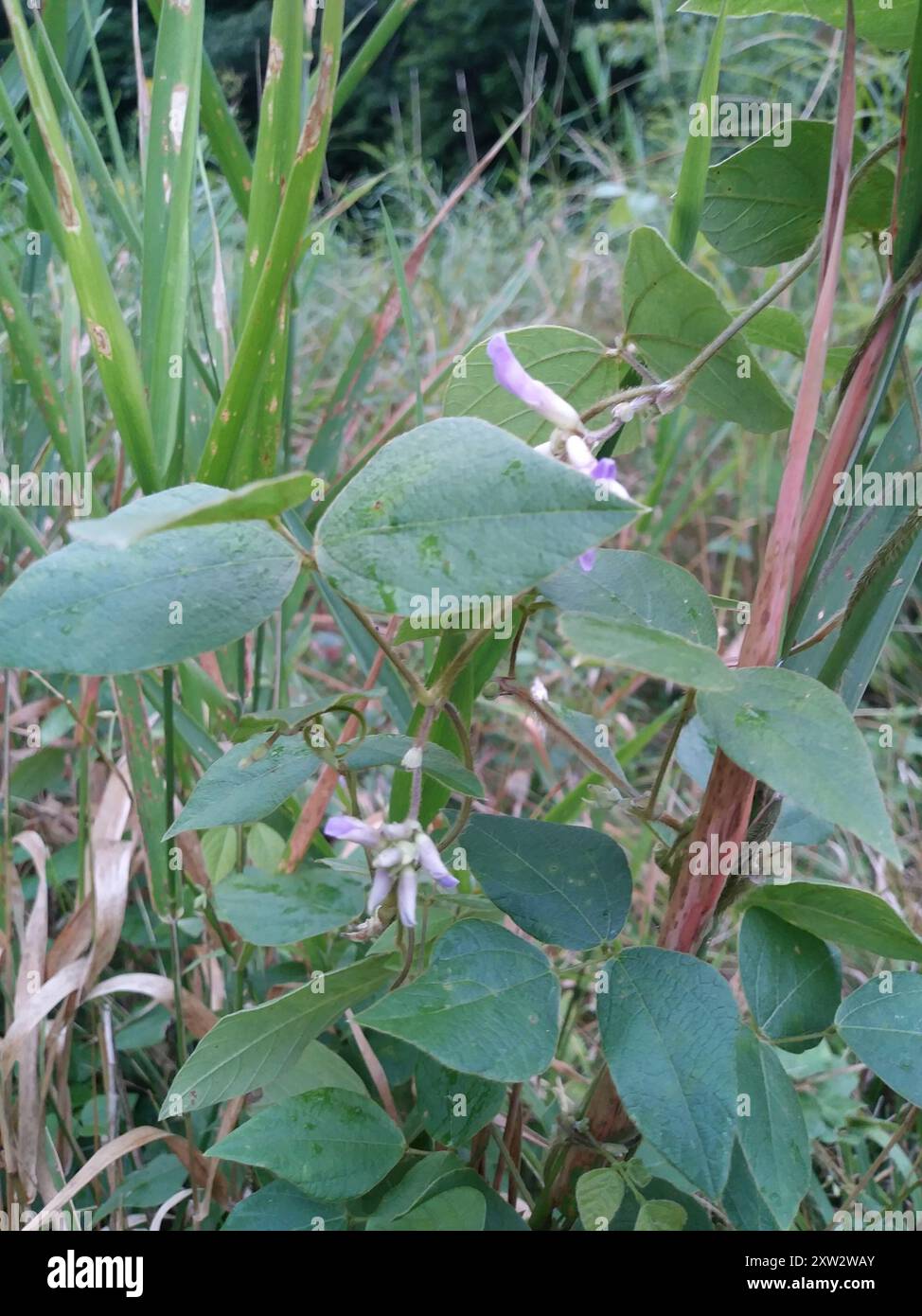 American hog-peanut (Amphicarpaea bracteata) Plantae Stock Photo - Alamy