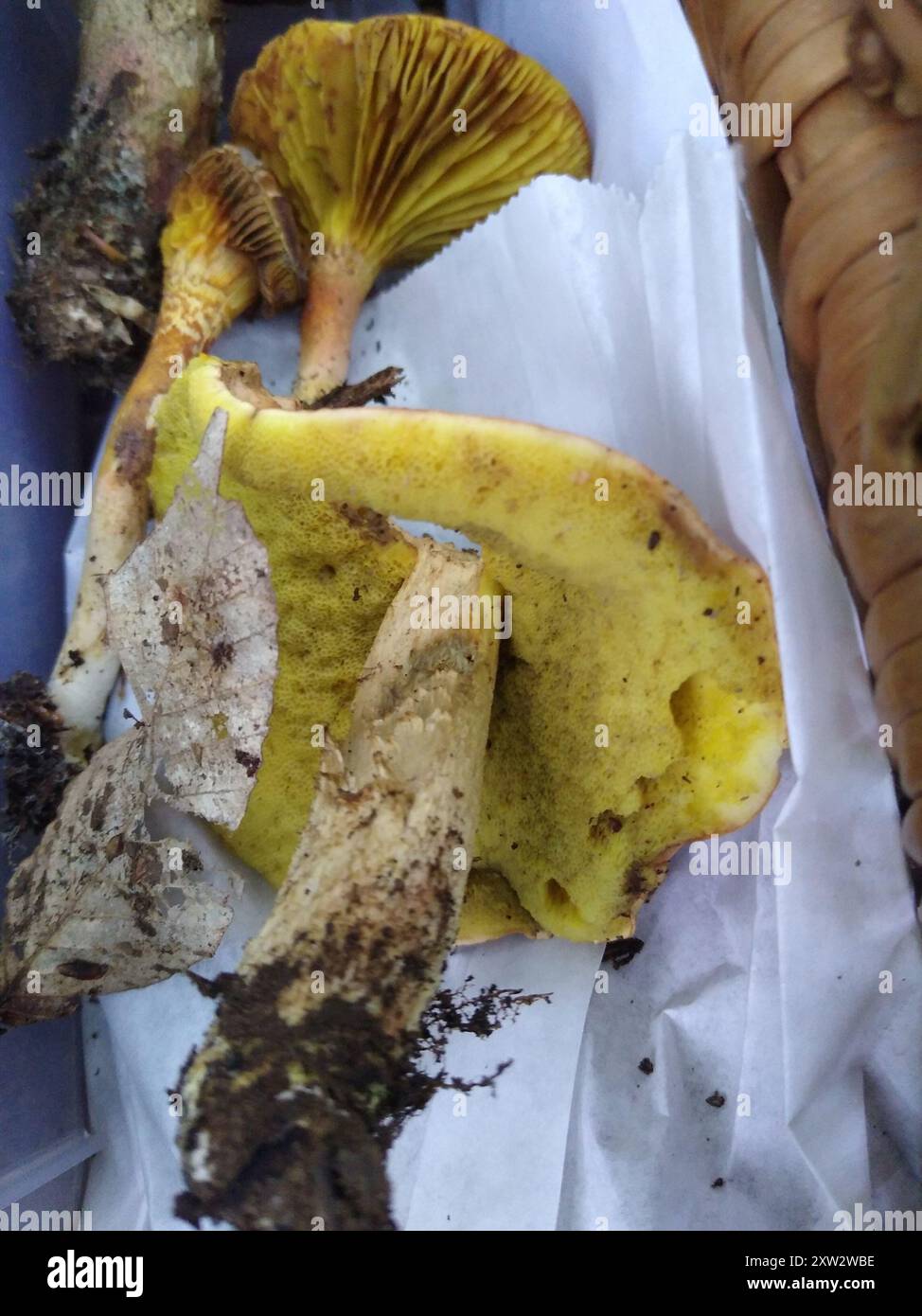 Smoothish-stemmed bolete (Hemileccinum subglabripes) Fungi Stock Photo ...