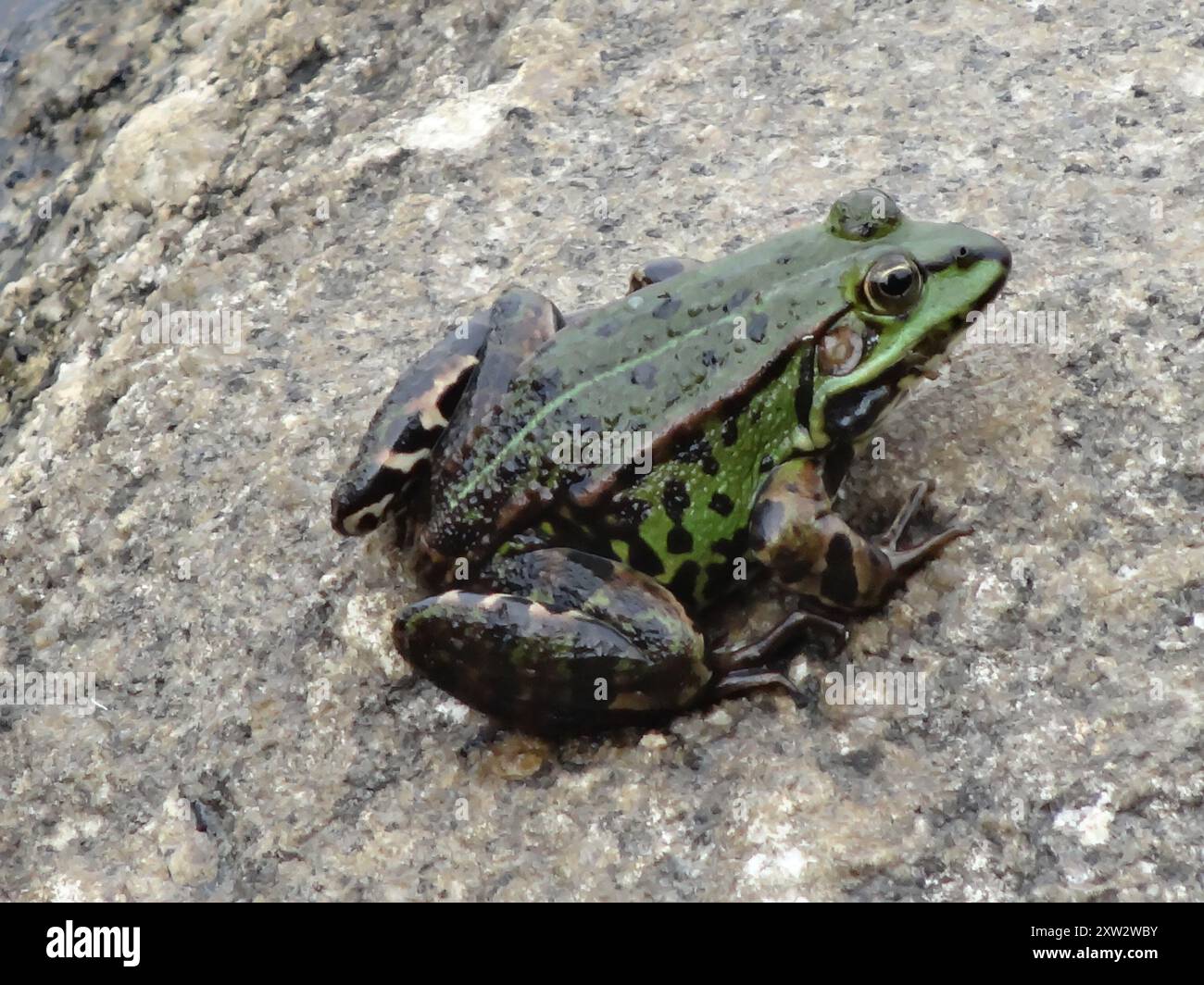 Water Frogs (Pelophylax) Amphibia Stock Photo - Alamy