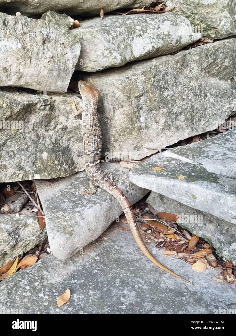 Texas Alligator Lizard (Gerrhonotus infernalis) Reptilia Stock Photo ...