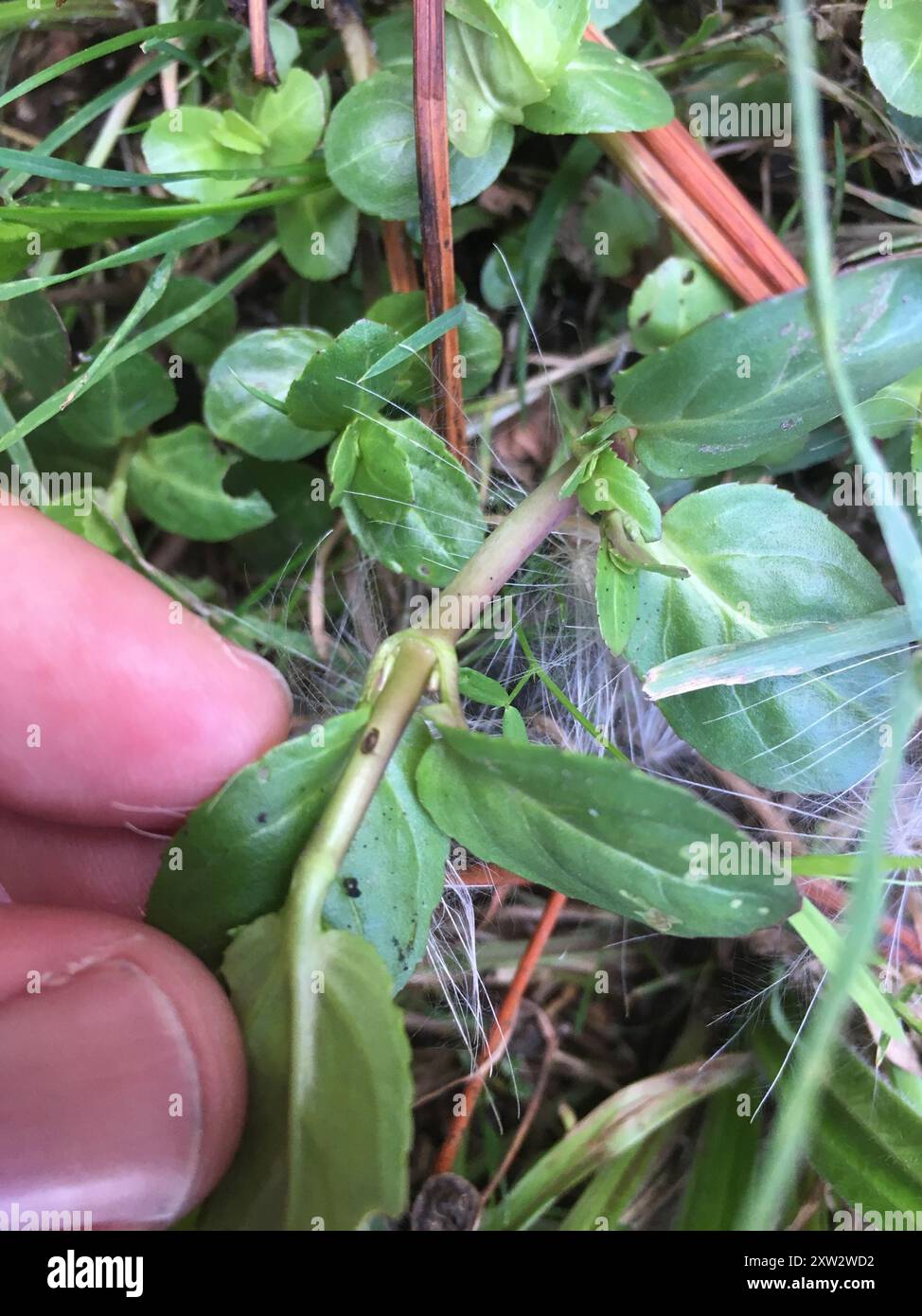 Brooklime (Veronica beccabunga) Plantae Stock Photo - Alamy