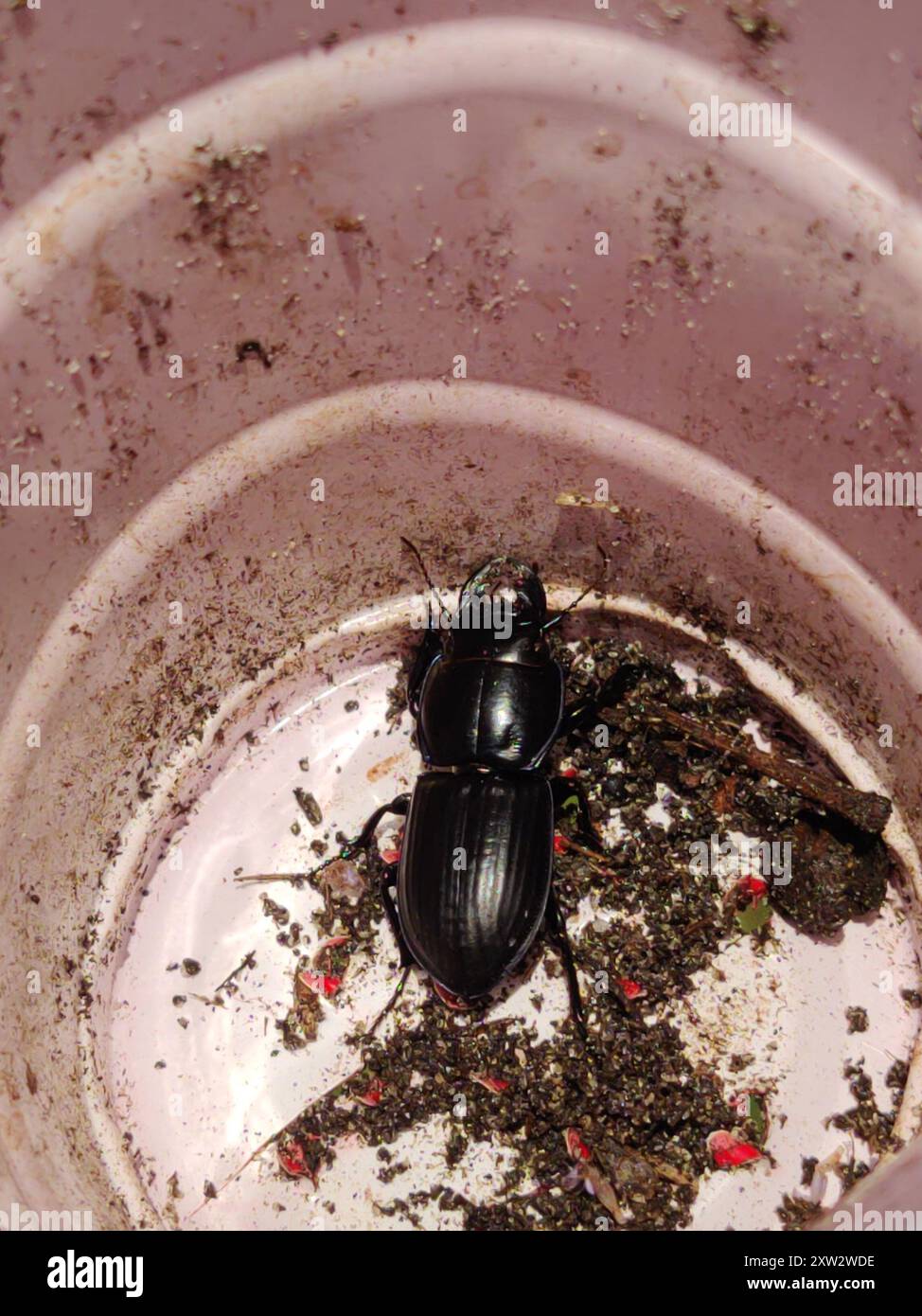 Moderately Smooth Warrior Beetle (Pasimachus sublaevis) Insecta Stock ...