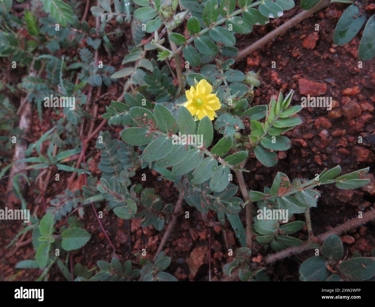 Puncture vine hi-res stock photography and images - Alamy