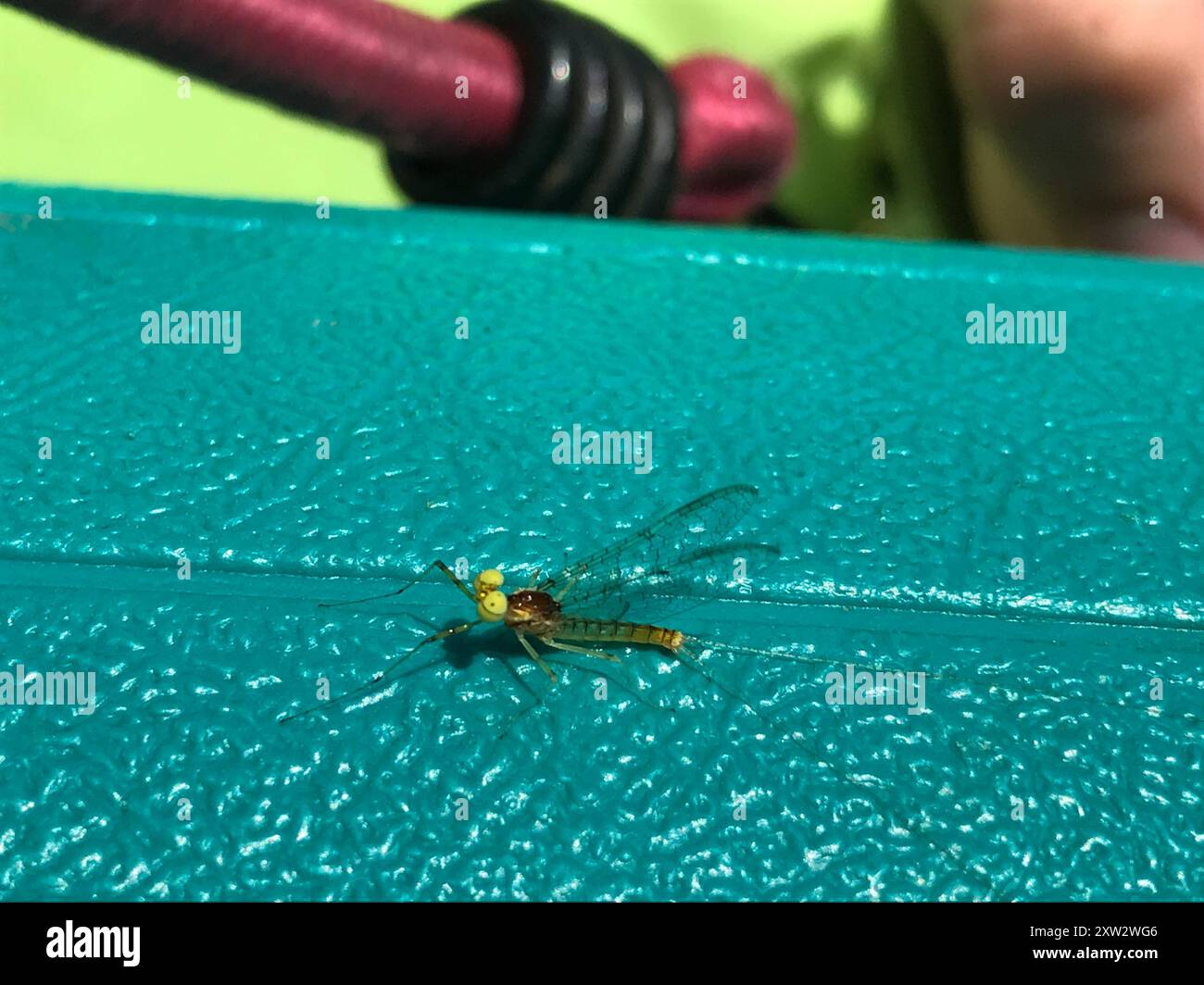 Light Cahills (Stenacron) Insecta Stock Photo - Alamy