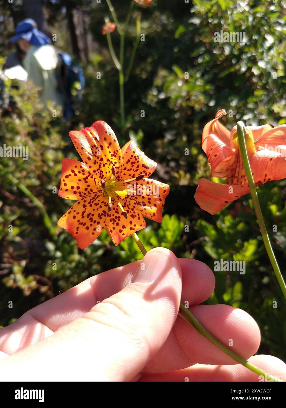 shasta lily (Lilium pardalinum shastense) Plantae Stock Photo - Alamy