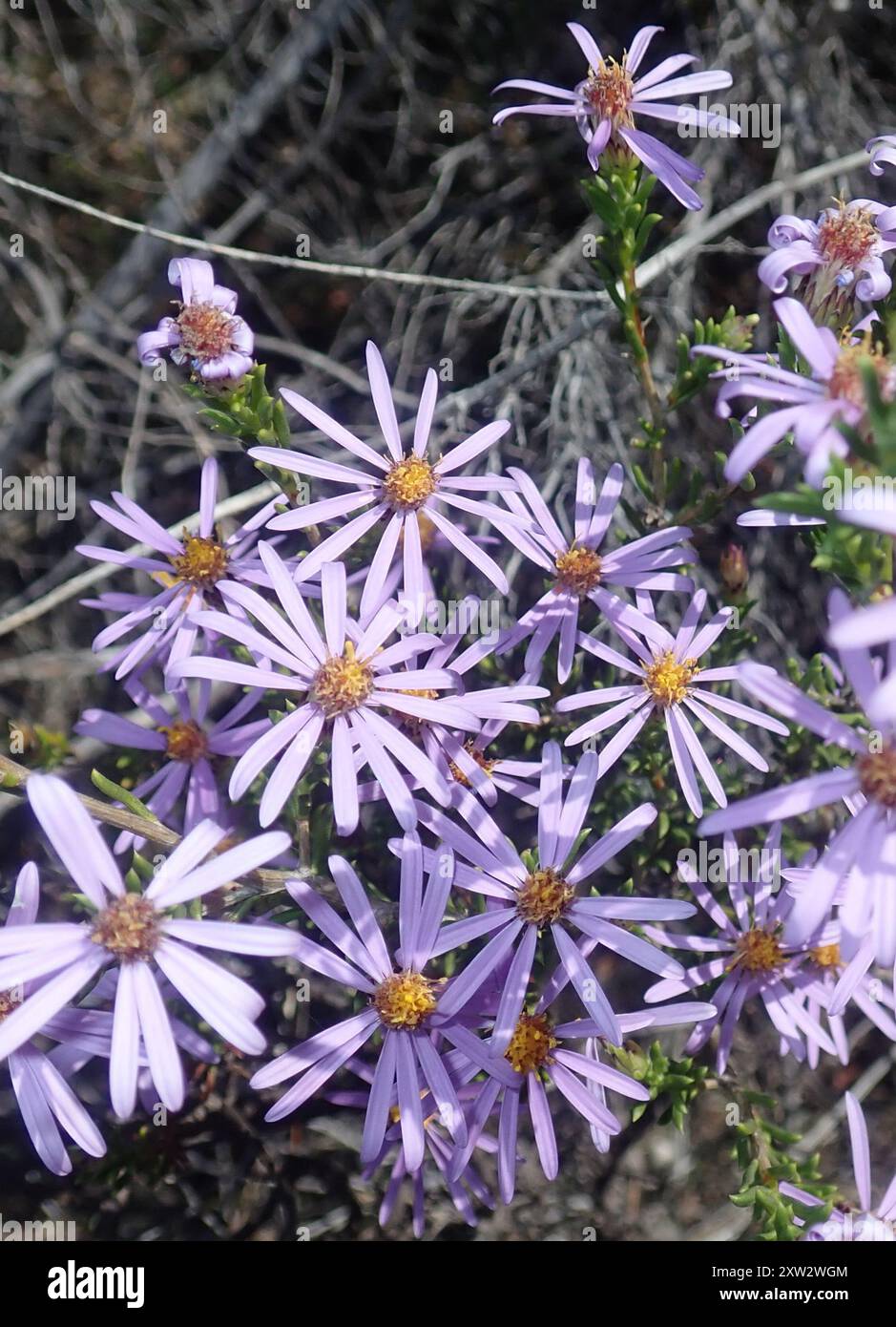 Common Fine Felicia (Felicia filifolia filifolia) Plantae Stock Photo ...
